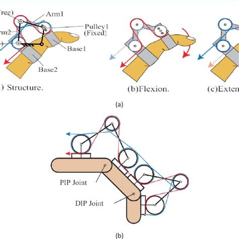 The Flexion Movement Of The Pip And Dip Joints Which Are Coupled Is Download Scientific