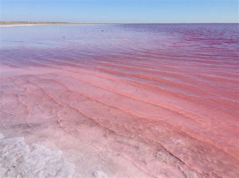Розовое озеро на Алтае Розовое озеро Озеро Озера
