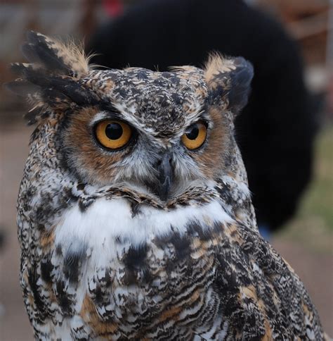 List 102+ Pictures Top View Of Great Horned Owl Wings Latest