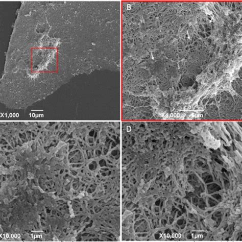 Semiquantification Curve Of Leptospira Interrogans In Vitro Biofilm Download Scientific Diagram