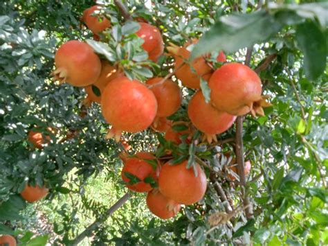 Mayur Jadhav On Linkedin Today Visit Good Arils Colour And Good Fruit 🍑 Colour In Summer