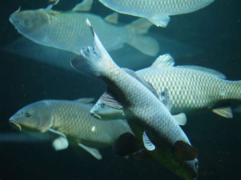 Риба амур Lifedirbg