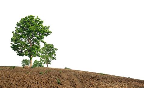 Tree Plantation Banner Stock Photos Images And Backgrounds For Free Download