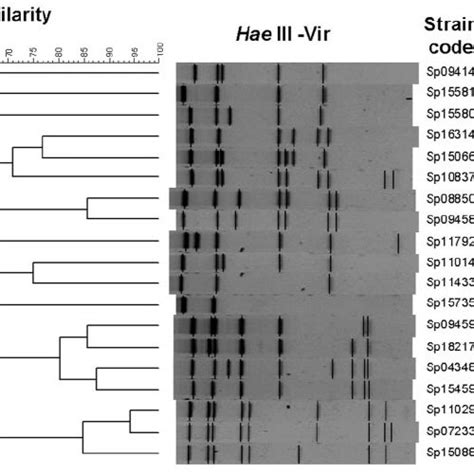 Dendrogram And Pfge Patterns Of Smai Digested Chromosomal Dna Of S