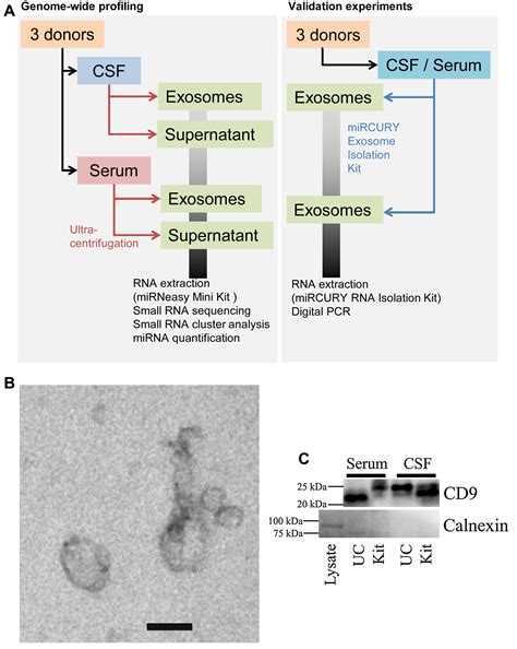 Next Generation Sequencing Based Small Rna Profiling Of Cerebrospinal