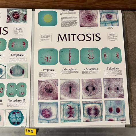 Meiosis Mitosis The Microscope And Microscope Magnification