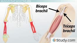 Biceps Brachii Muscle Anatomy Function And Location Lesson