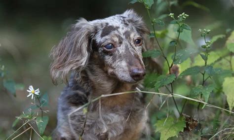 Long Haired Dapple Dachshund Breed Guide Tips Cost Training
