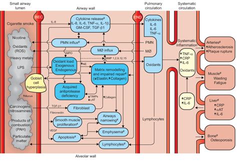 Proposed Pathogenesis Of Chronic Obstructive Pulmonary Disease Ros
