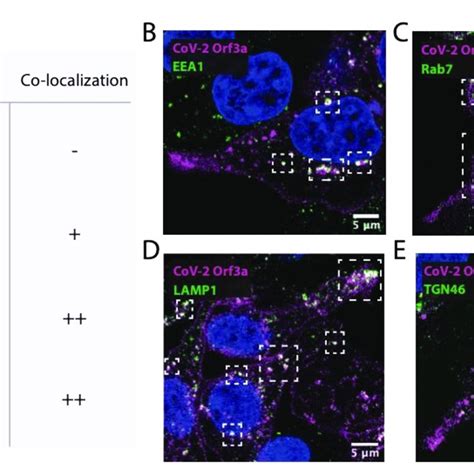 Figure Supplement 1 Sub Cellular Localization By Immunostaining Of Download Scientific