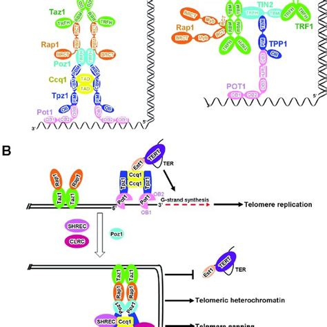 The Architecture Of The S Pombe Shelterin Complex And A Schematic Download Scientific Diagram