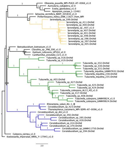 Quartet Based Phylogeny Of Orchid Mycorrhizal Fungi Download