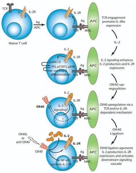 The Role Of Ox40 Mediated Co Stimulation In T Cell Activation And