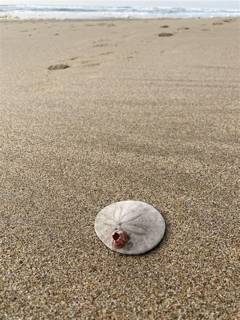 Found On Beach In North California Looks Like Plant Fossil Embedded In Some Kind Of Shell R
