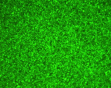 Biomanufacturing Redefined Plug And Play Bioprocessor Stämm