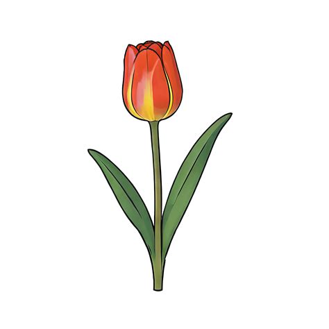 Ai Generated Tulip Hand Drawn Cartoon Style Illustration 42053655 Png