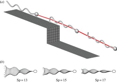 Example Results From Non Local Elastohydrodynamic Simulation A Plot Download Scientific