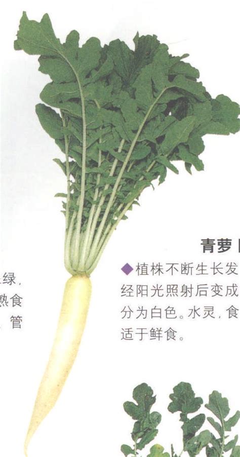 青萝卜 花 图片
