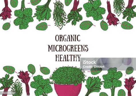 마이크로 그린 손으로 그린 벡터 그림 유기농 건강 식품 마이크로 그린 콩나물 좋은 영양 다양한 마이크로 그린 손으로 그린 디자인 건강한 라이프 스타일 포장 등을 위한 설계
