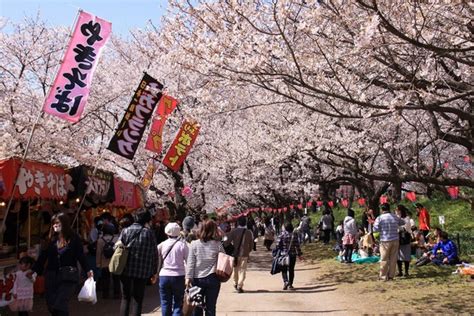 第91回幸手桜まつり2024年 菜の花の黄色桜のピンクが 春を彩る第91回幸手桜まつり 埼玉県幸手市 いこーよとりっぷ