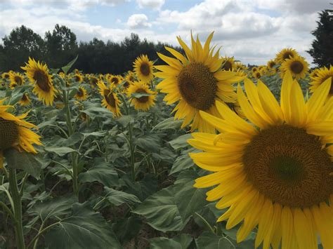 Landscape Of The Sunflowers In Summer Time Free Image Download
