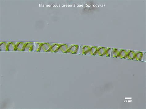 Freshwater Algae Key
