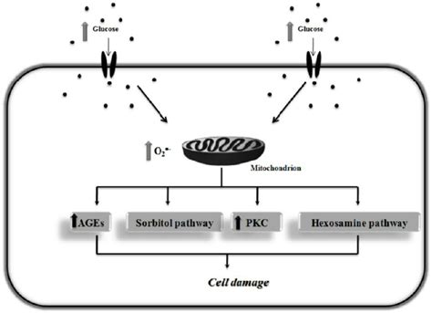 Schematic Illustration Of Hyperglycemia Induced Cell Damage