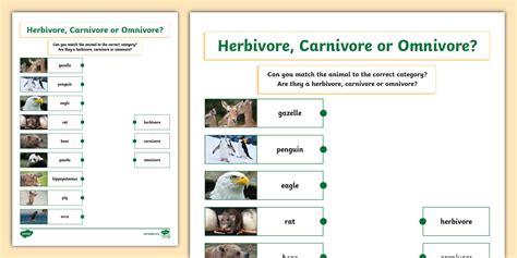 Herbivore Carnivore Or Omnivore Matching Worksheet