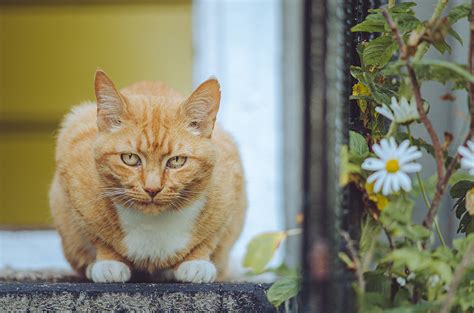 C C C Cat By Kissbomb On Deviantart