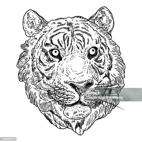 호랑이 얼굴 일러스트레이션 검은 색과 흰색 호랑이 머리 큰 야생 고양이의 초상화 세부 사항에 손으로 그리기 벡터 고양잇과에 대한 스톡 벡터 아트 및 기타 이미지 Istock