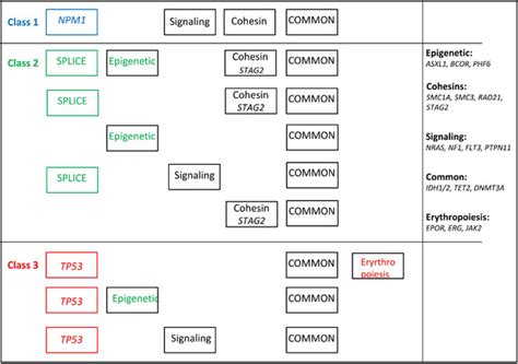 Erythroleukemia Classification Pmc
