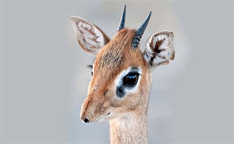 Dik Dik Close Up Portrait Realistic Wildlife Wallpaper Background
