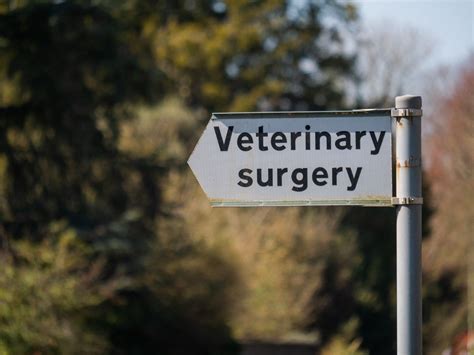 13 Point Puppy Health Checklist Cocker Spaniel Guide