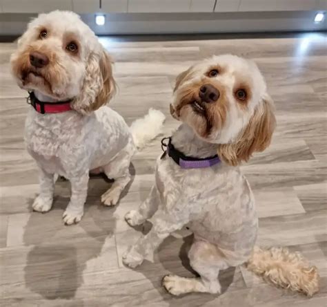Cockapoo Generations Explained F1 F1b F1bb F2 And More