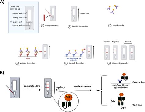 A Illustration Of The Test Strip Analysis Process And B More