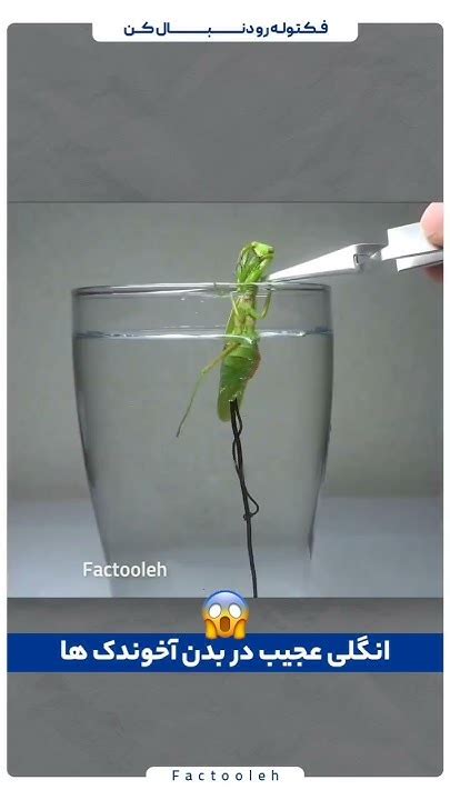 انگلی عجیب در بدن آخوندک Youtube