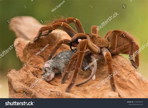 Goliath Birdeater Theraphosa Blondi Belongs Tarantula ภาพสต็อก