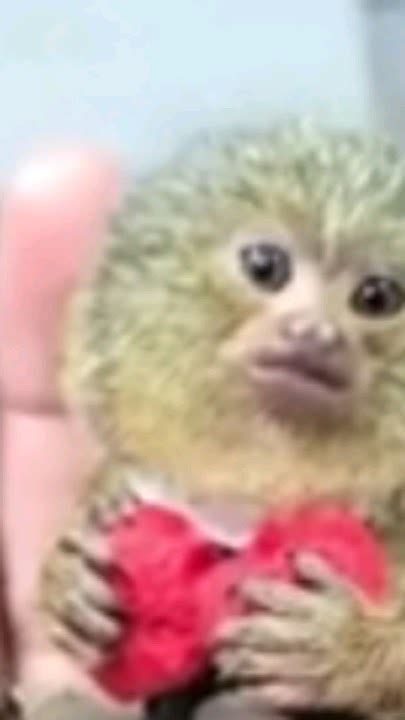 Чи знаєте ви Яка мавпа Shorts Youtube