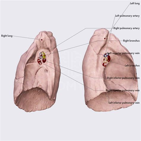 Hilum Of Lung