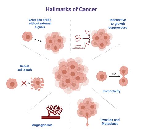 17 3 Cancer College Biology I