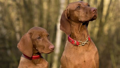 What Is Abac Attribute Based Access Controls Explained Splunk