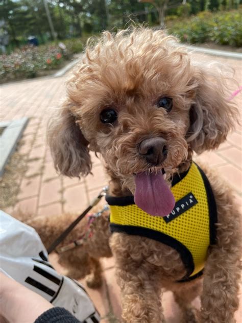 토이푸들 초코 강아지 책임분양♥ 입양완료 아이조아통합요양센터 강아지입양 고양이입양 유기견입양센터