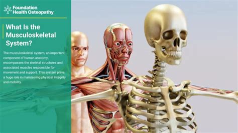 Skeletal Muscle Indian Institute Of Science