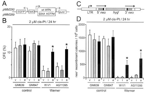 Wrn Protein Rescues Wrn Cell Survival And Recombination After Dna