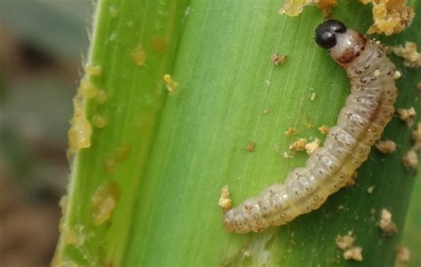 Corn Borer How To Identify At Carolyn Bey Blog
