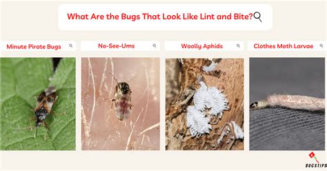 8 Bugs That Look Like Lint And Bite Expert Guide Bugstips
