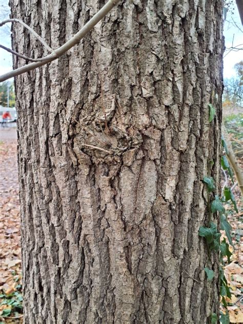 Eurp Laerche By Julian Frey Instance Segmentation Dataset By Treespeciesdetection