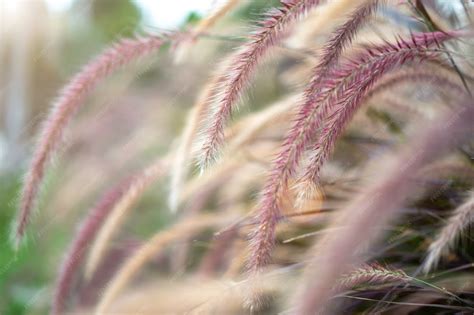 Premium Photo Squirrel Tail Grass Growing In Garden