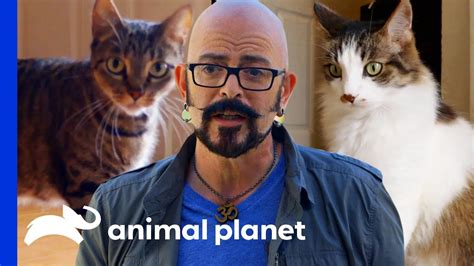 Jackson Galaxy Helps Cat Rivalry Come To An End My Cat From Hell