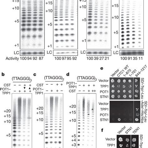 Pdf The Human Cst Complex Is A Terminator Of Telomerase Activity